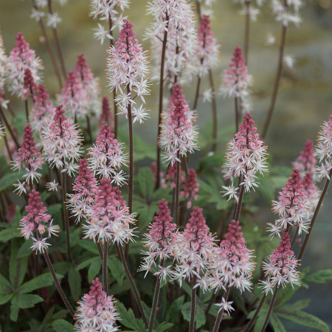 Tiarella 'Raspberry Sundae' | Foam Flower – Gardeners Dream