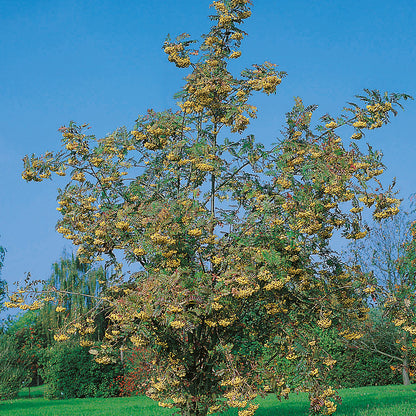 Sorbus 'Joseph Rock' | Rowan Tree – Gardeners Dream