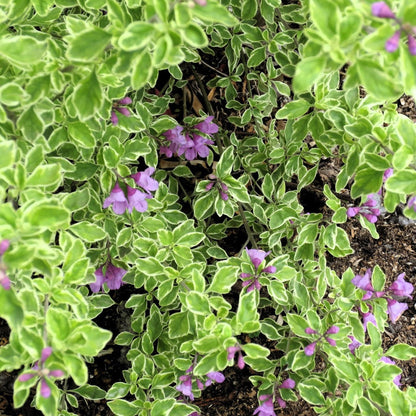 Prostanthera 'Variegata' | Mint Bush – Gardeners Dream