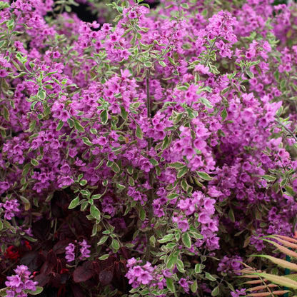 Prostanthera 'Variegata' | Mint Bush – Gardeners Dream
