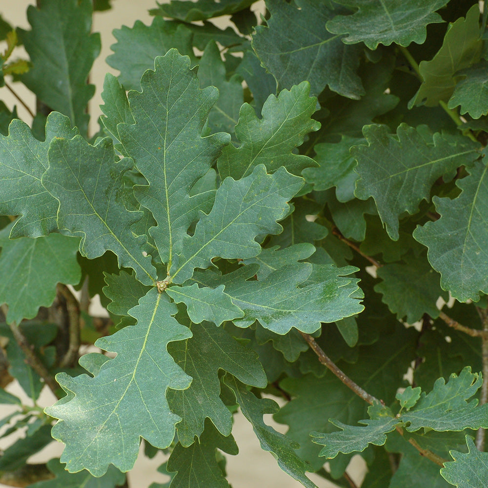 Quercus robur | Common Oak Tree – Gardeners Dream