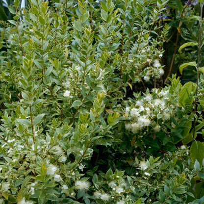 Myrtus 'Variegata' | Variegated Myrtle – Gardeners Dream