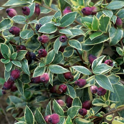 Myrtus 'Variegata' | Variegated Myrtle – Gardeners Dream