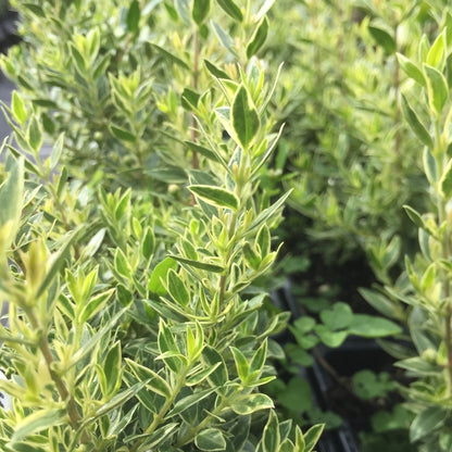 Myrtus 'Variegata' | Variegated Myrtle – Gardeners Dream