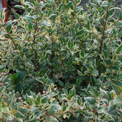 Myrtus 'Variegata' | Variegated Myrtle – Gardeners Dream