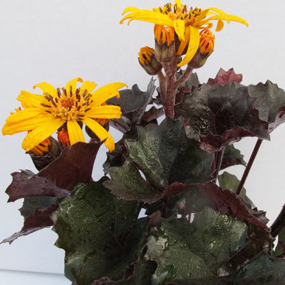 Ligularia 'Pandora' | Leopard Plant – Gardeners Dream