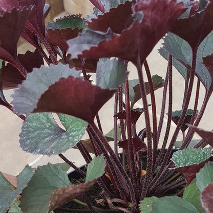 Ligularia 'Pandora' | Leopard Plant – Gardeners Dream