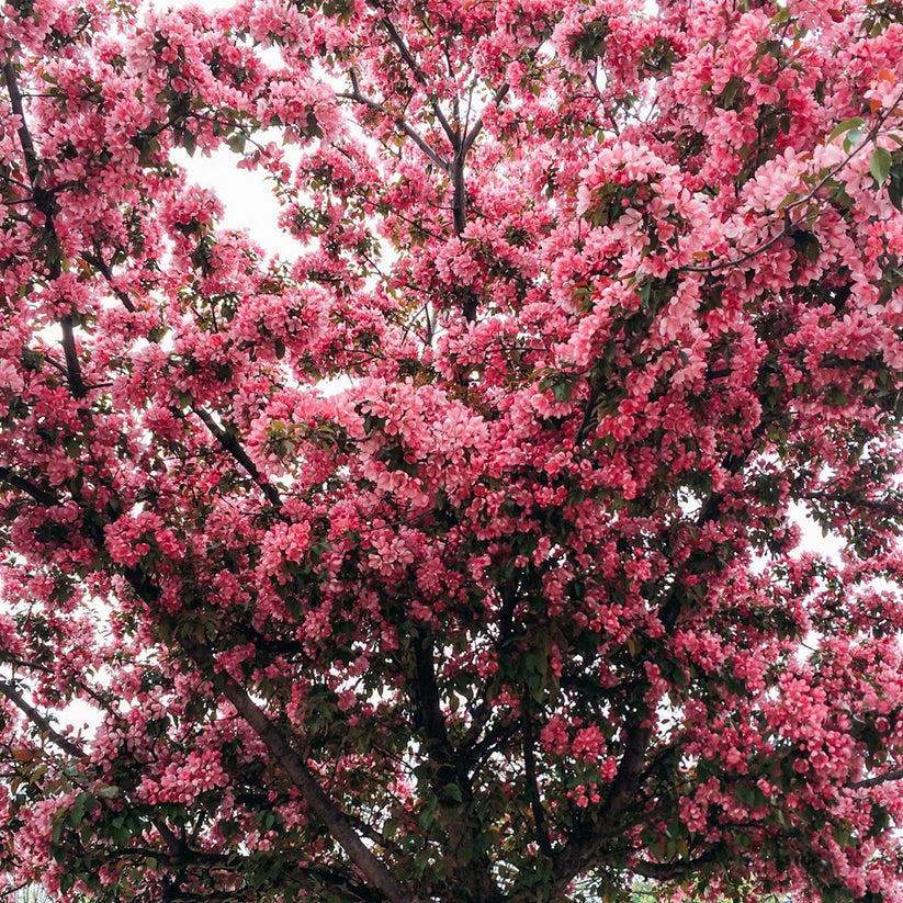Prunus 'Pink Perfection' | Flowering Cherry Blossom Tree – Gardeners Dream