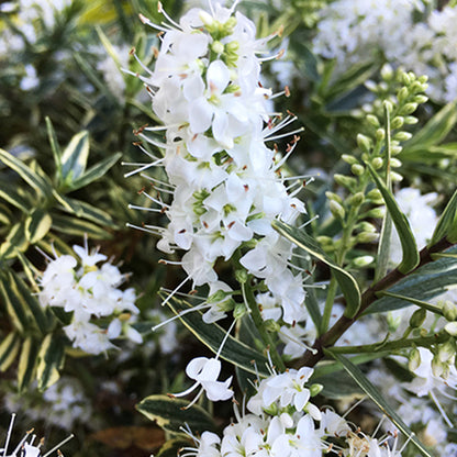Hebe 'Starlight' | Shrubby Veronica – Gardeners Dream
