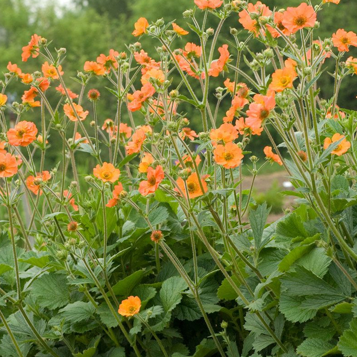 Geum 'Totally Tangerine' | Avens – Gardeners Dream