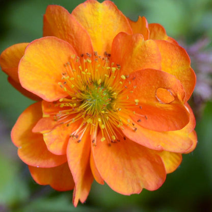 Geum 'Fire Storm' | Avens – Gardeners Dream