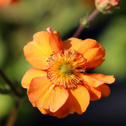 Geum 'Fire Storm' | Avens – Gardeners Dream