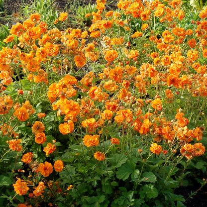Geum 'Fire Storm' | Avens – Gardeners Dream
