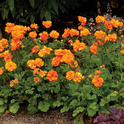 Geum 'Fire Storm' | Avens – Gardeners Dream