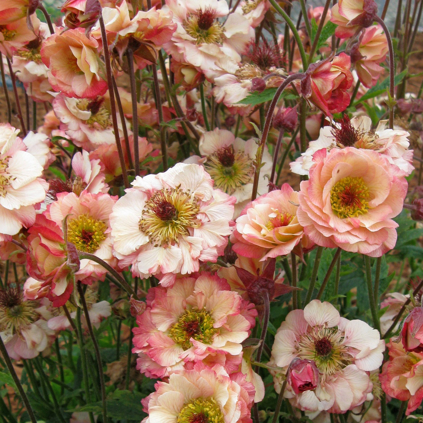 Geum 'Cosmopolitan' | Avens – Gardeners Dream