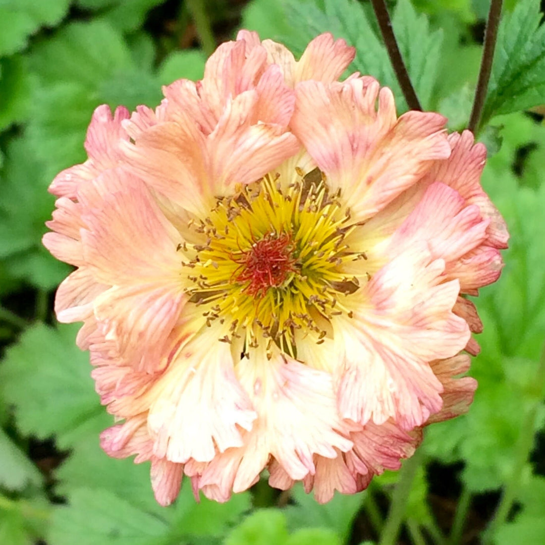 Geum 'Cosmopolitan' | Avens – Gardeners Dream
