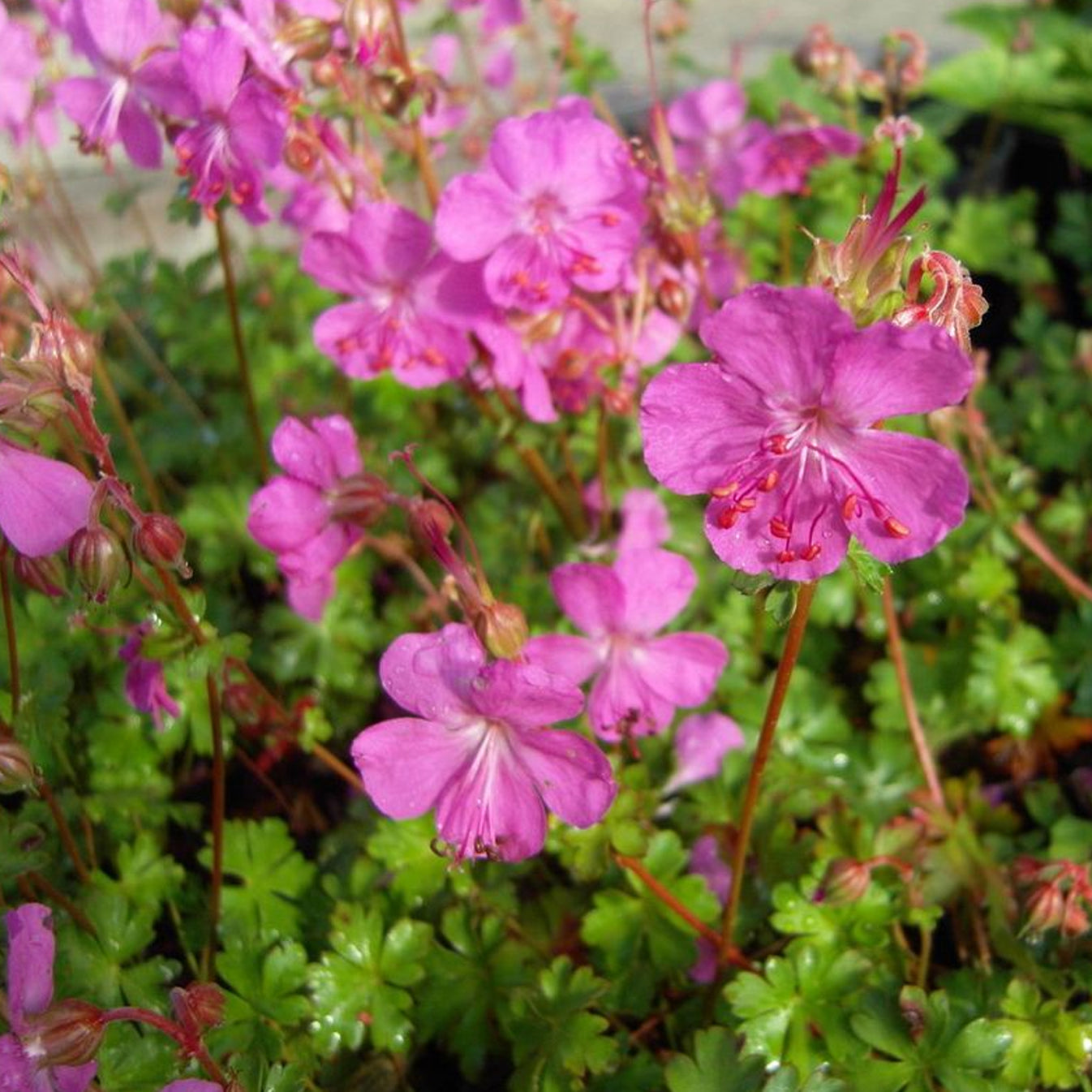 Geranium 'Westray' | Cranesbill – Gardeners Dream