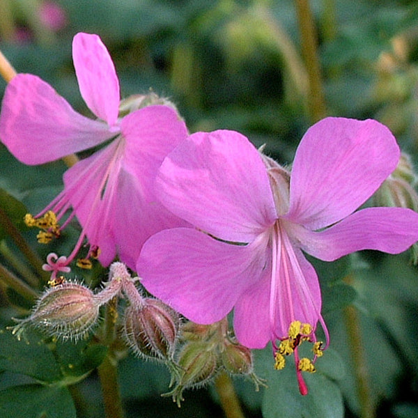 Geranium 'Westray' | Cranesbill – Gardeners Dream