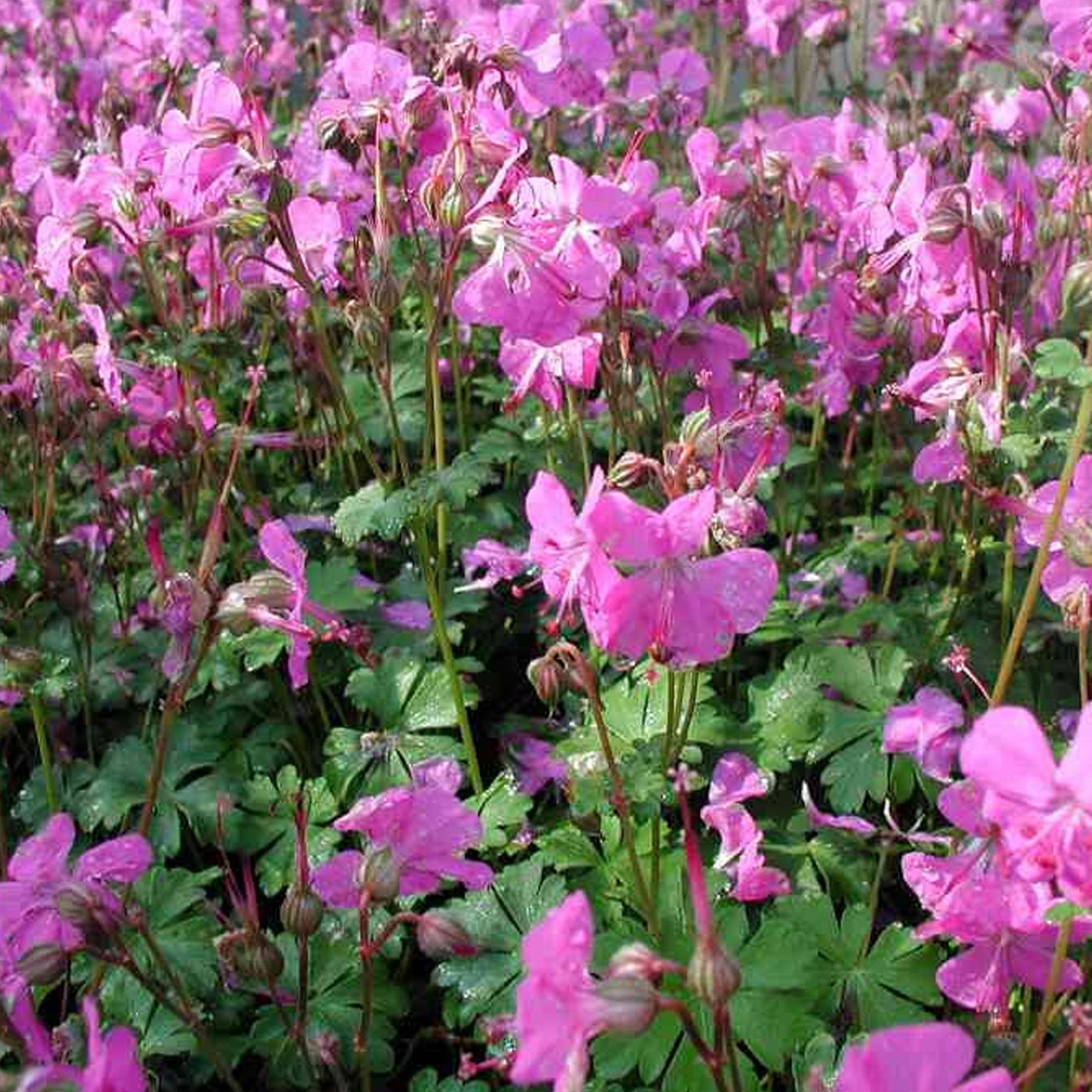Geranium 'Westray' | Cranesbill – Gardeners Dream