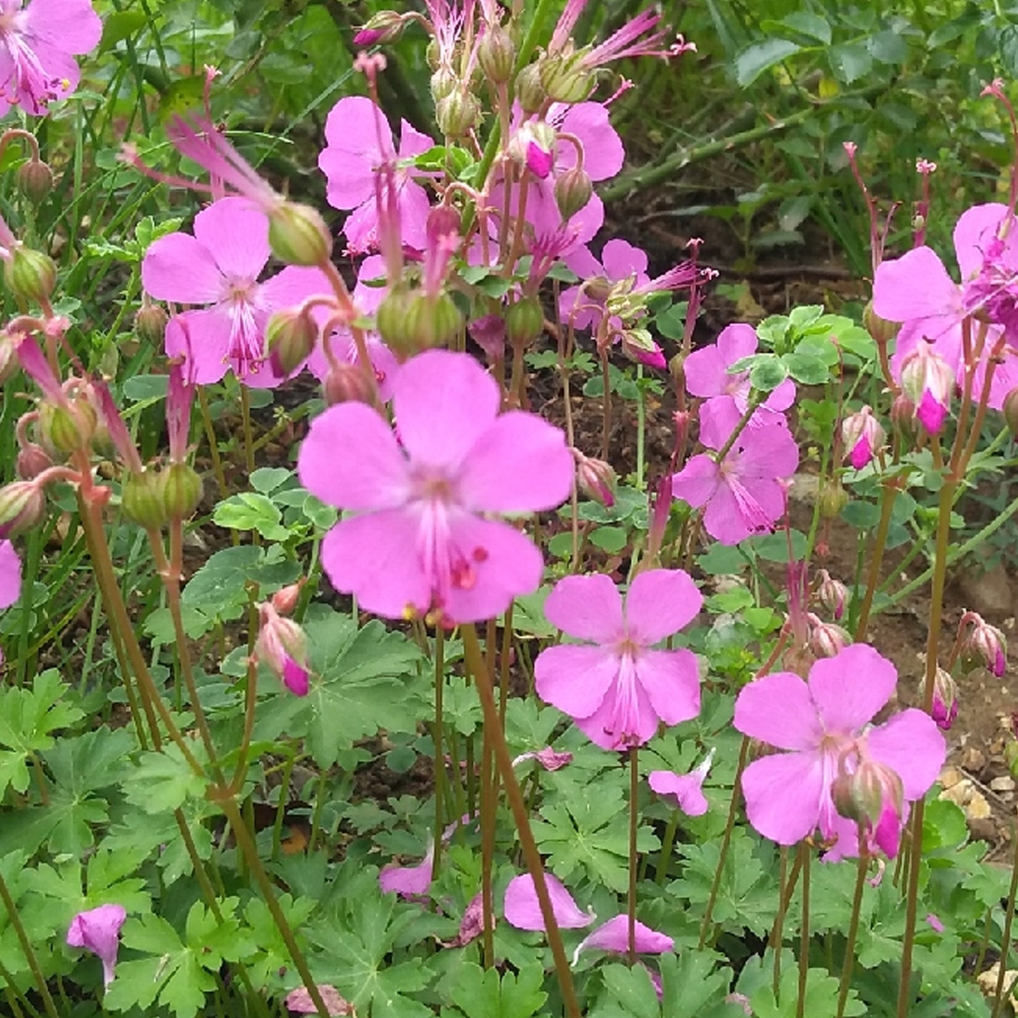 Geranium 'Westray' | Cranesbill – Gardeners Dream