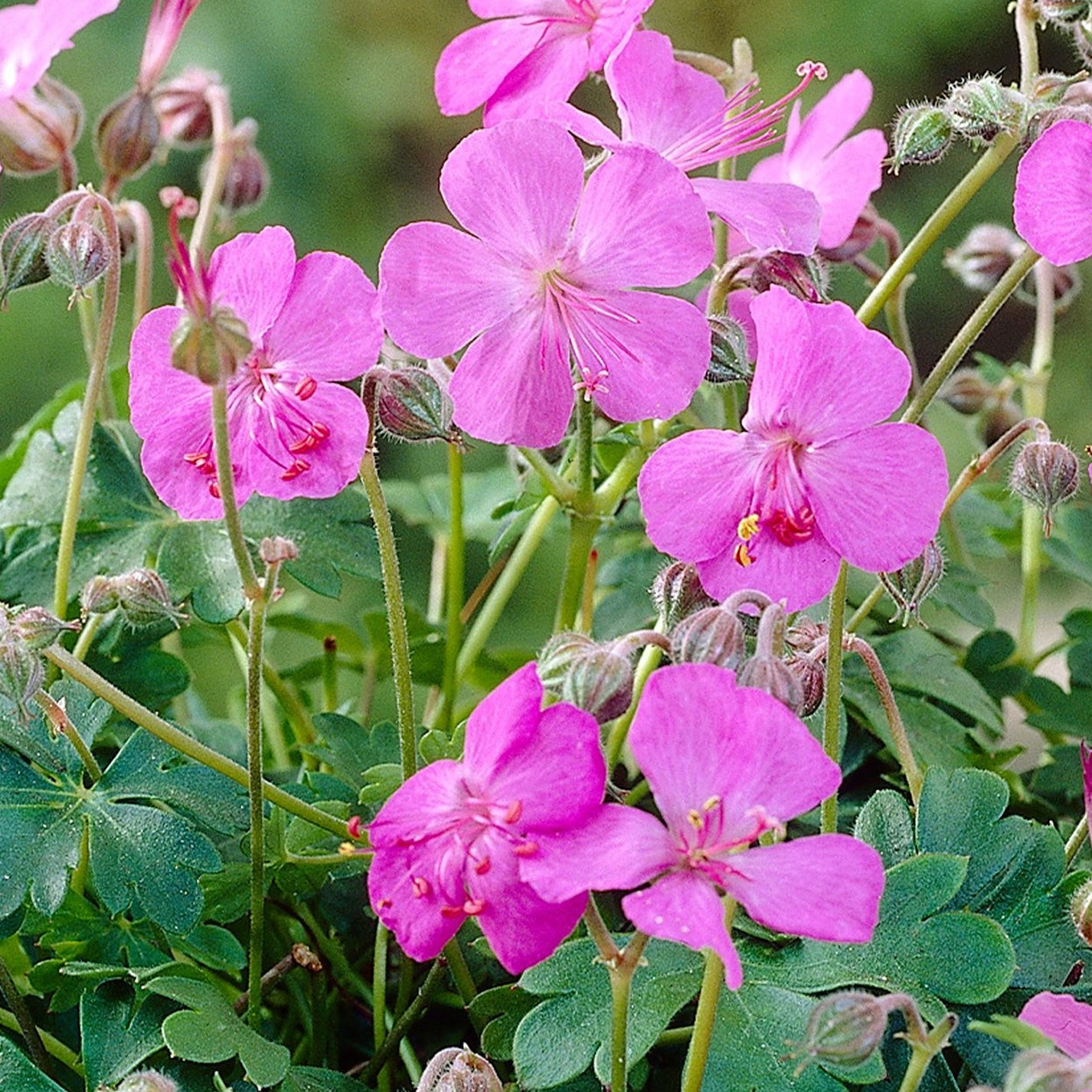 Geranium 'Westray' | Cranesbill – Gardeners Dream