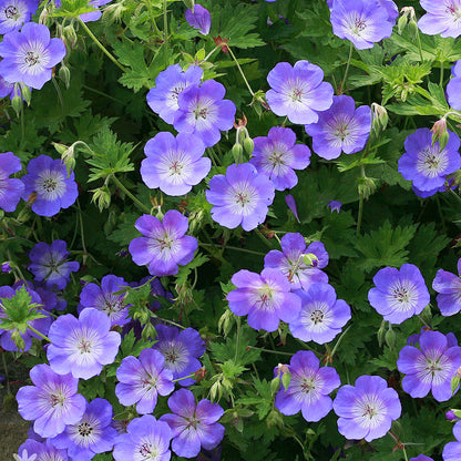 Geranium 'Rozanne' | Cranesbill – Gardeners Dream