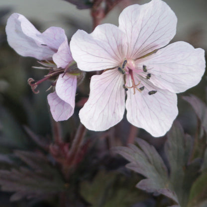 Geranium 'Purple Ghost' | Cranesbill – Gardeners Dream