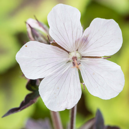 Geranium 'Purple Ghost' | Cranesbill – Gardeners Dream