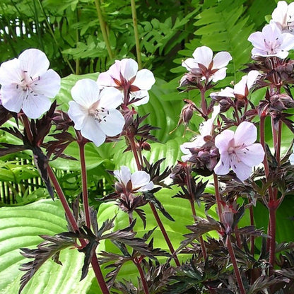 Geranium 'Purple Ghost' | Cranesbill – Gardeners Dream