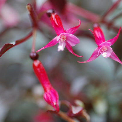 Fuchsia 'Silver Lining' | Lady's Teardrops – Gardeners Dream