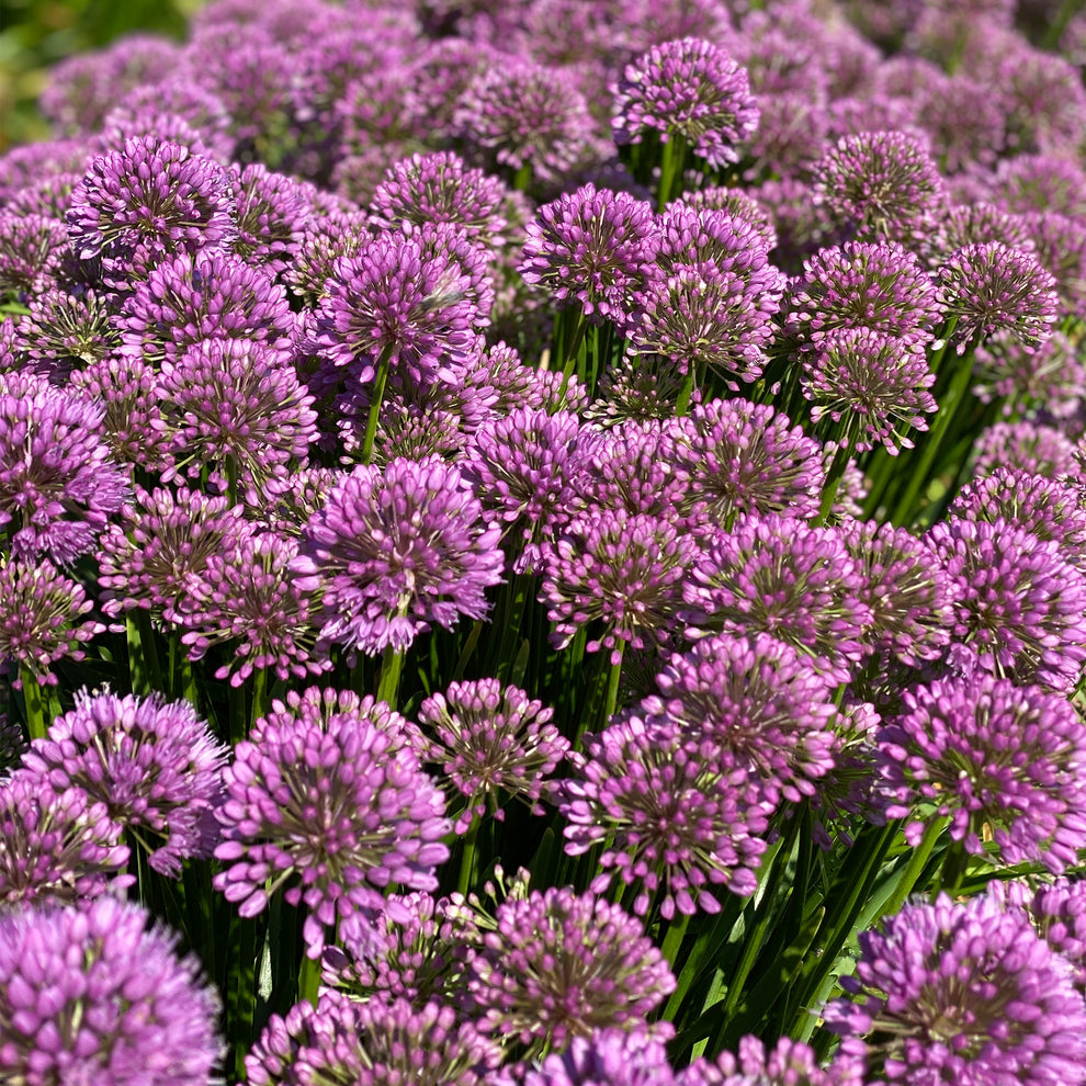 Allium 'Millenium' | Ornamental Onions – Gardeners Dream
