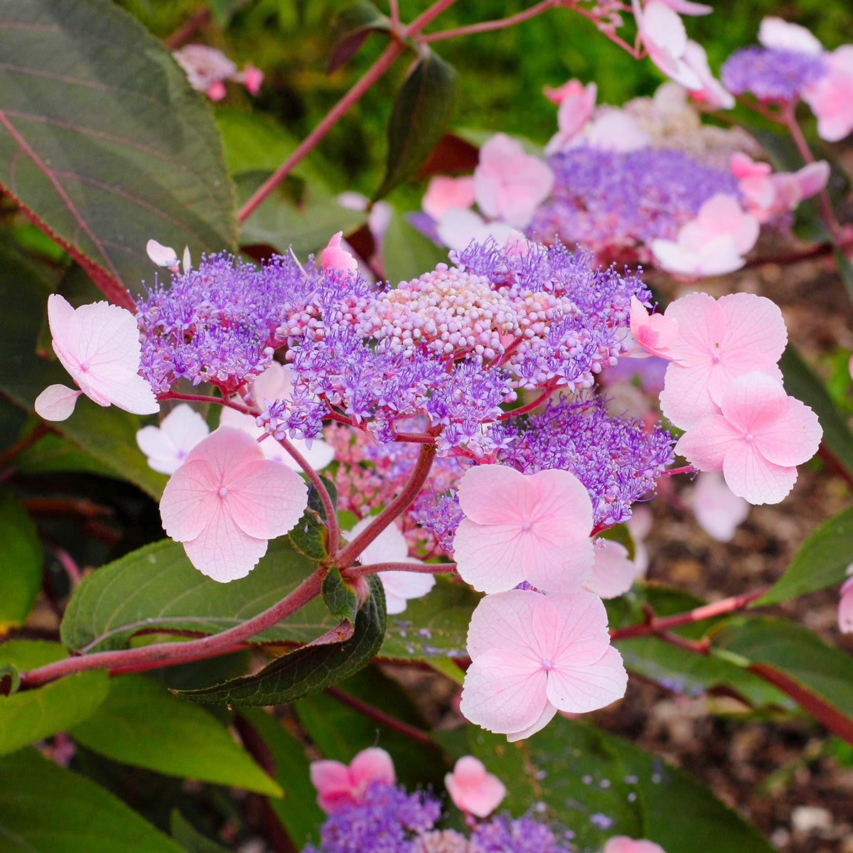 Hydrangea 'Hot Chocolate' | Rough-Leaved Hydrangea – Gardeners Dream