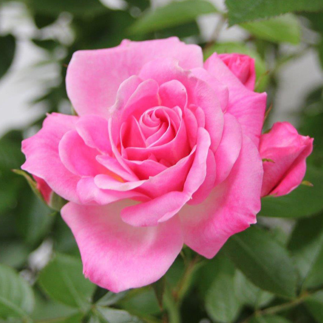 Garden Roses | Rose Plants & Bushes | Gardeners Dream