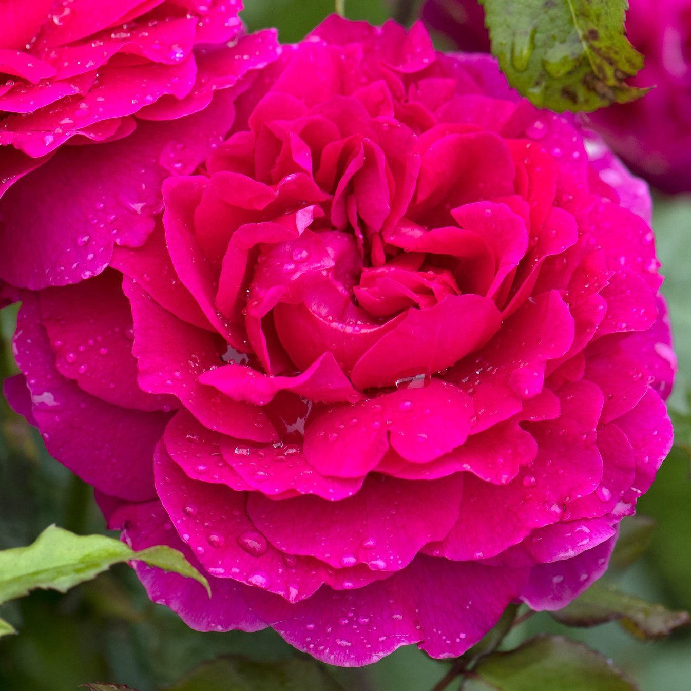 Rosa 'Gabriel Oak' | Shrub Rose – Gardeners Dream