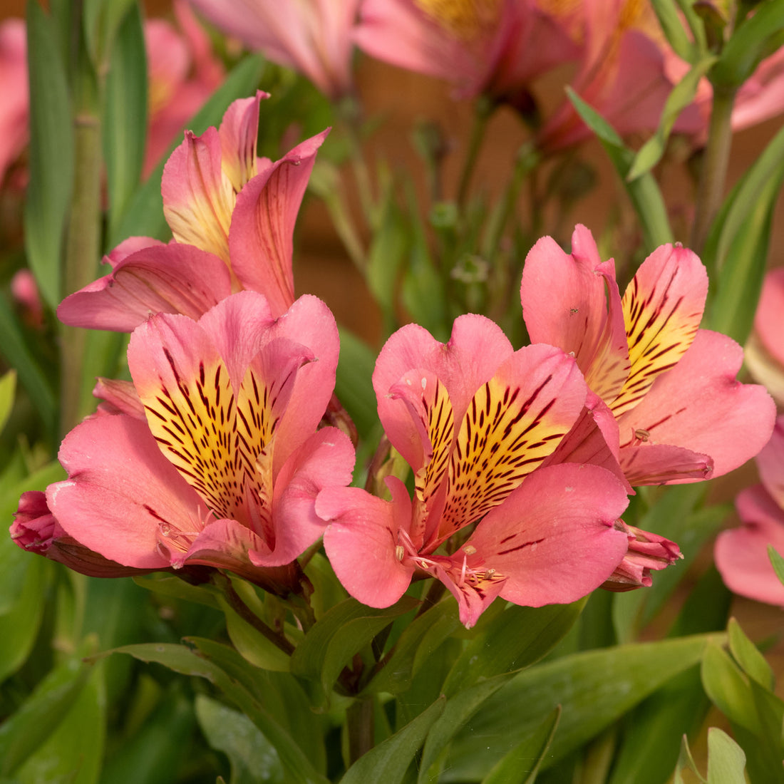 Alstroemeria 'Summer Rose' | Outdoor Plants – Gardeners Dream