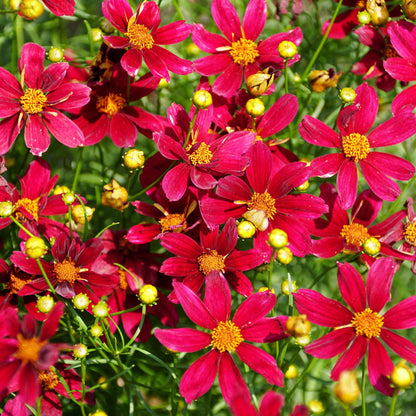 Coreopsis 'Red Satin' | Coreopsis grandiflora – Gardeners Dream