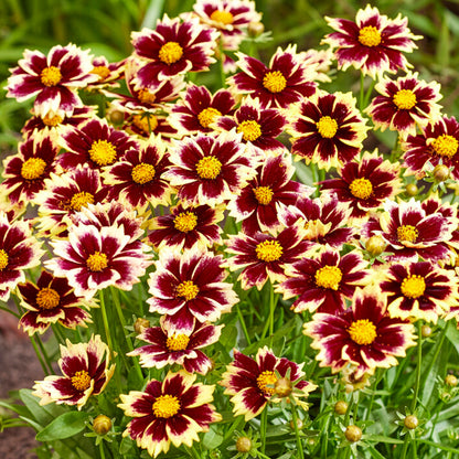 Coreopsis 'Solar Fancy' | Outdoor Plants – Gardeners Dream