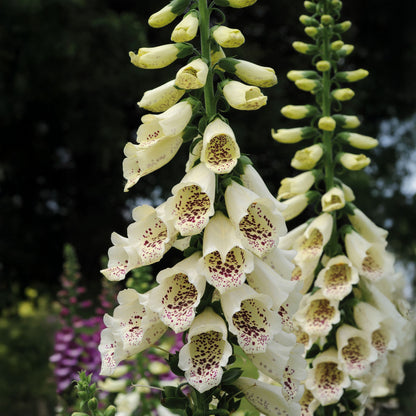 Digitalis Dalmatian Cream Outdoor Plants Gardeners Dream