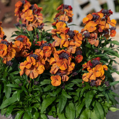 Erysimum 'Orange' | Outdoor Plants – Gardeners Dream