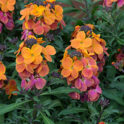 Erysimum 'Sunset' | Outdoor Plants – Gardeners Dream