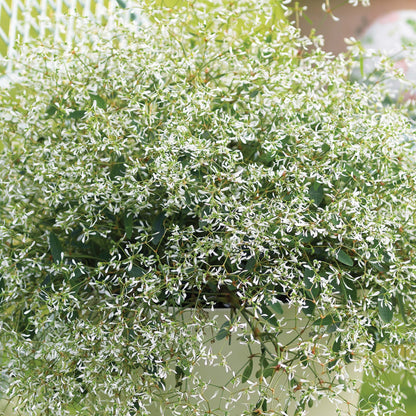 Euphorbia 'Silverfog White' | Outdoor Plants – Gardeners Dream