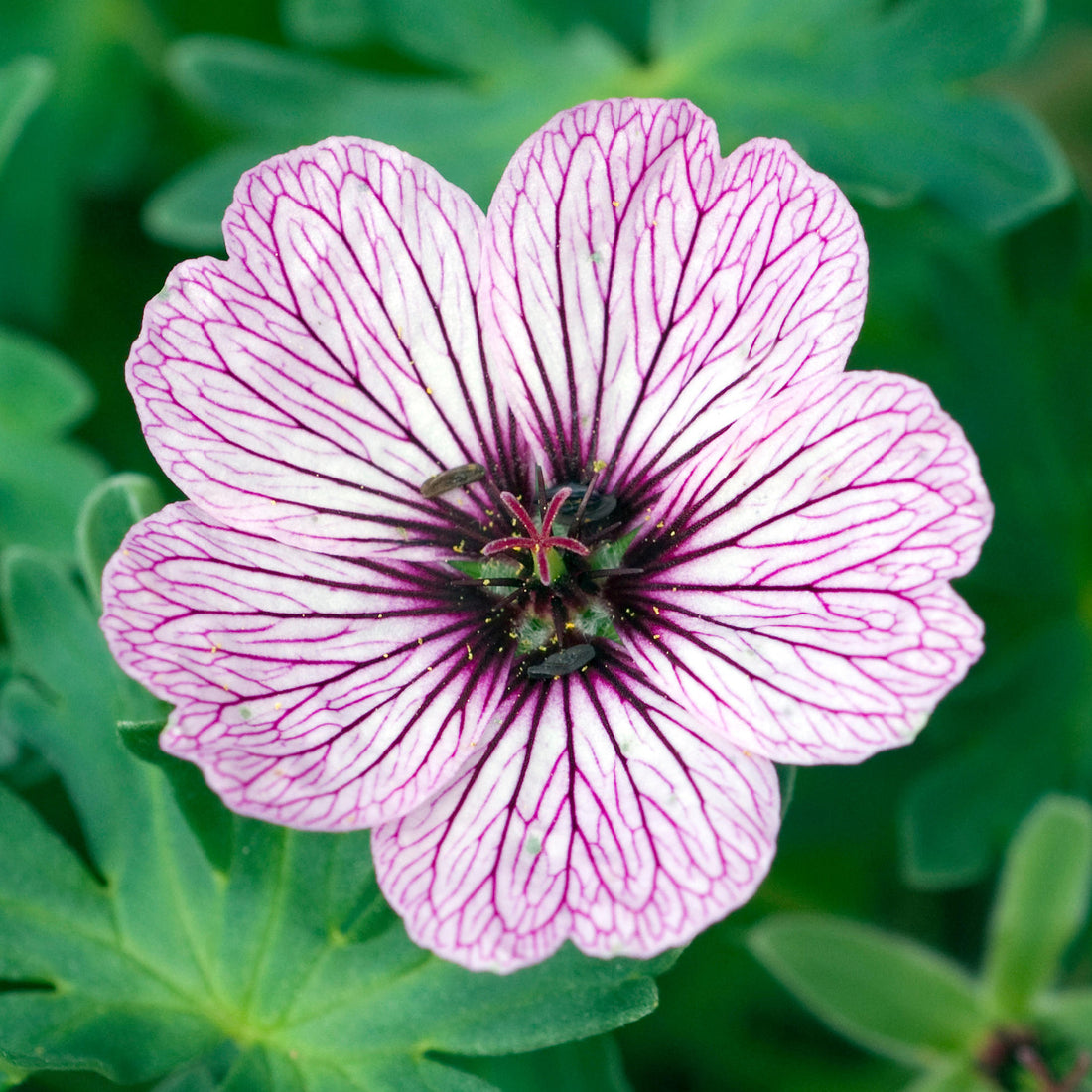 Geranium 'Ballerina' | Geranium cinereum – Gardeners Dream