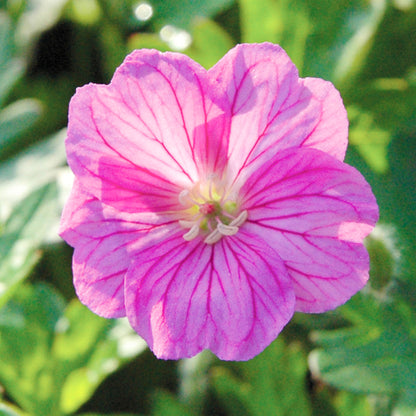 Geranium 'Blushing Turtle' | Outdoor Plants – Gardeners Dream