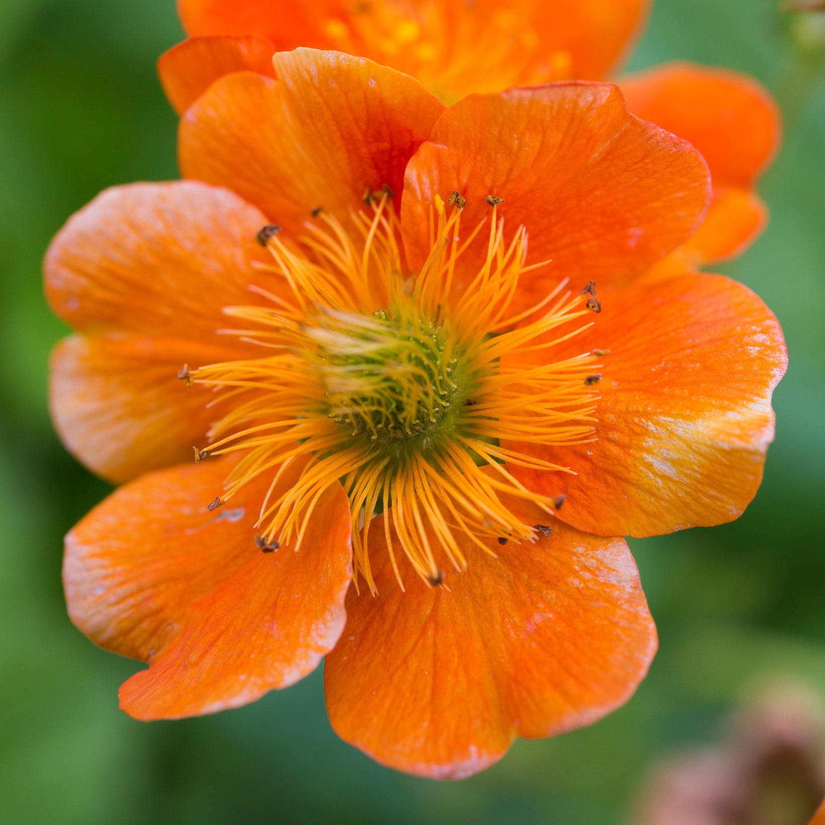 Geum 'Cooky' | Geum coccineum – Gardeners Dream