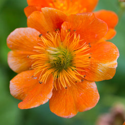 Geum 'Cooky' | Geum coccineum – Gardeners Dream