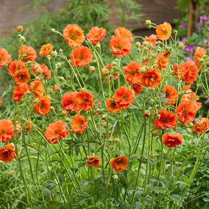 Geum 'Tropical Tempest' | Outdoor Plants – Gardeners Dream