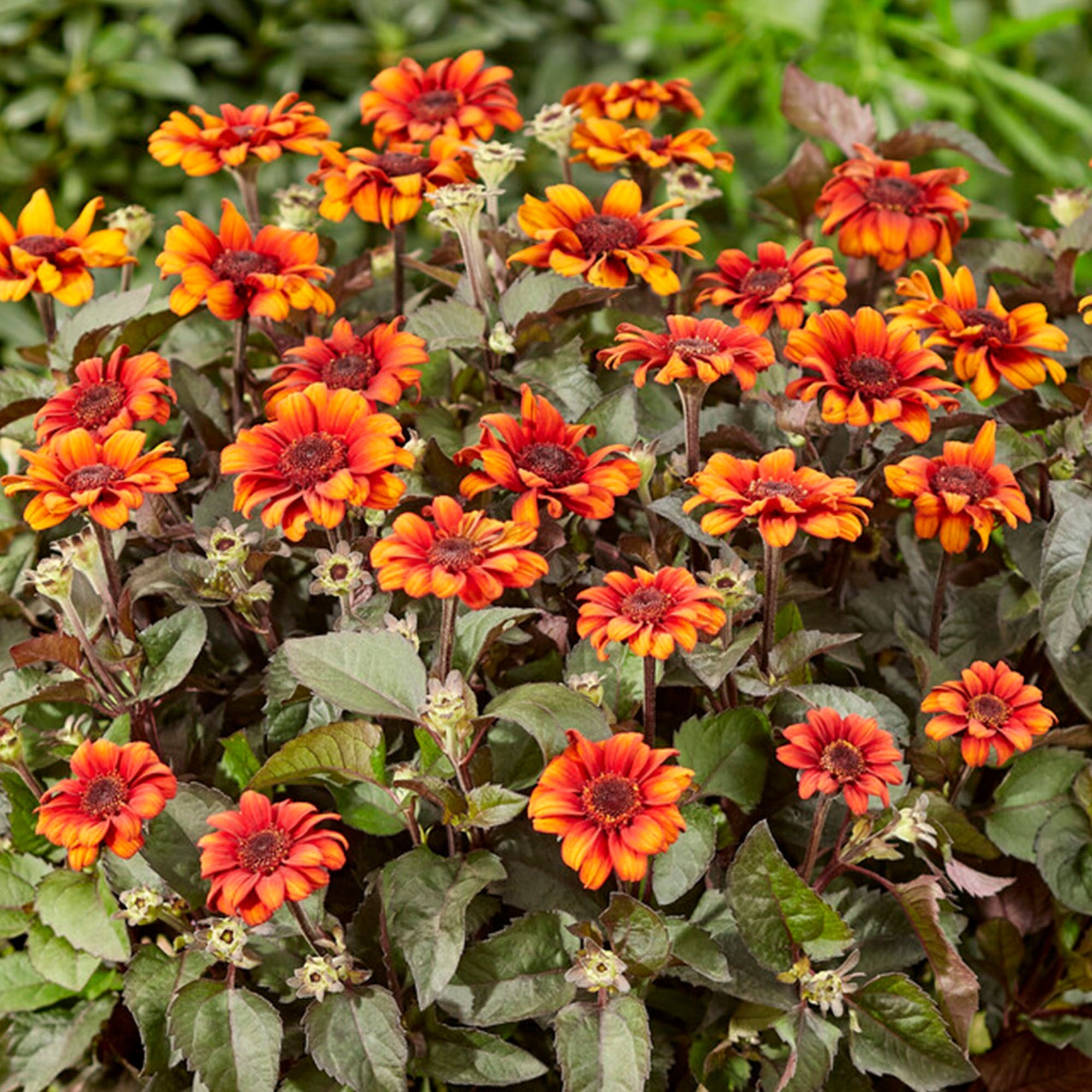 Heliopsis Luna Roja' | Heliopsis helianthoides var. scabra – Gardeners ...