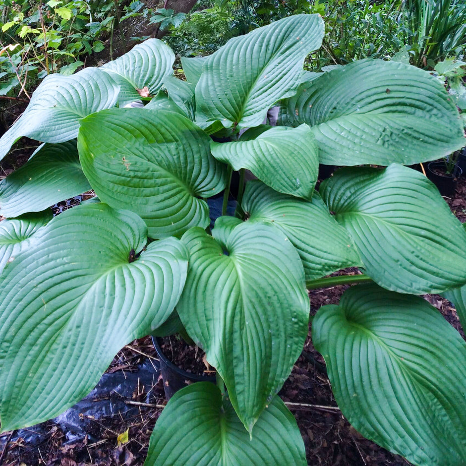 Hosta Plants | Red Hosta Plants | Gardeners Dream