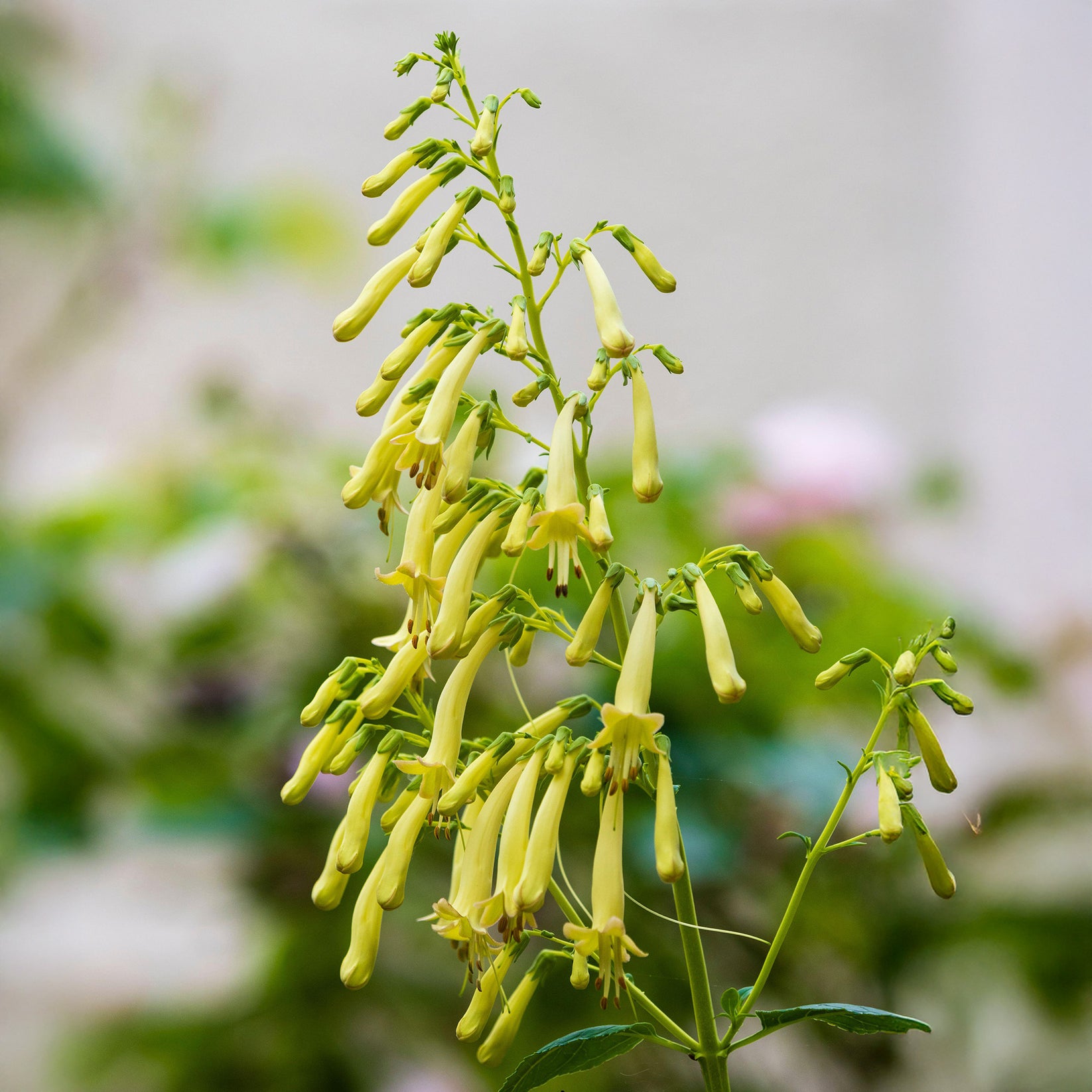 Phygelius Yellow' | Phygelius × rectus – Gardeners Dream