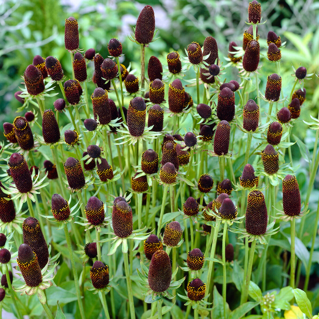 Rudbeckia Green Wizard' | Rudbeckia occidentalis – Gardeners Dream